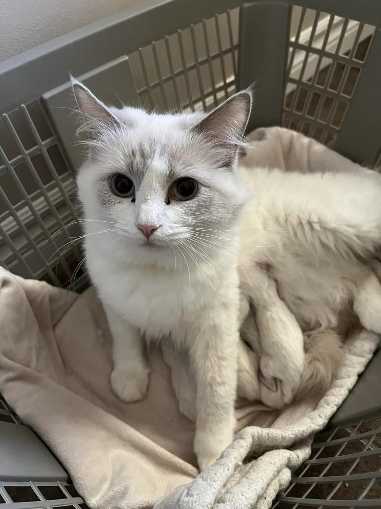 Available Kittens - Royal City Ragdolls